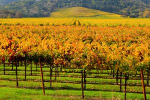 Where to See Fall Colors in California: Top Scenic Spots Revealed ...