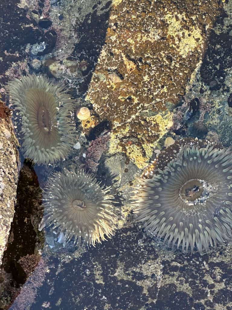 Victoria Beach in Laguna Beach: A Guide to Southern California's Hidden ...