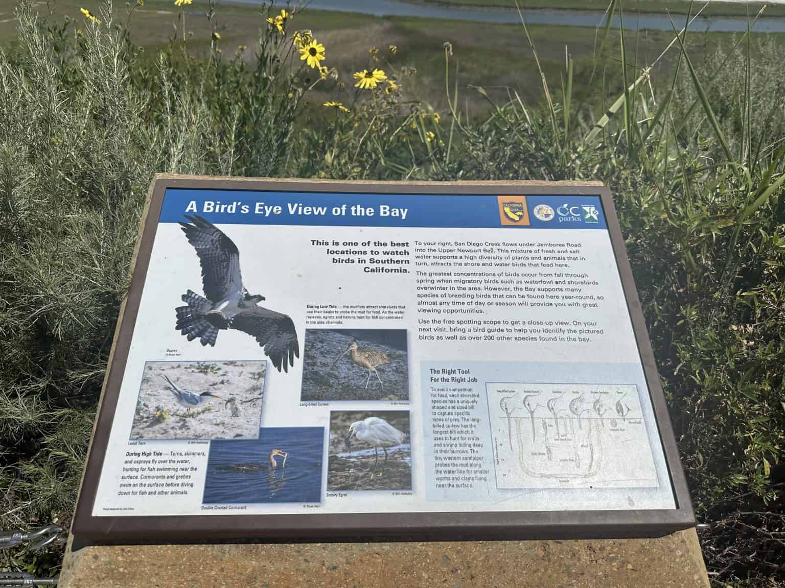 Back Bay Loop Trail in Newport Beach: Scenic Views, Birdwatching, and ...